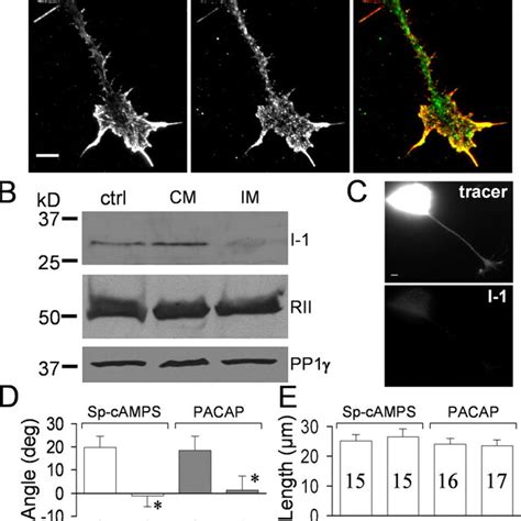 Pka Phosphorylation Of I 1 Requires Type Ii Pka Anchoring Via Akaps