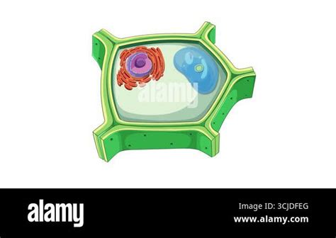 Animation Illustrating Plant Cell Anatomy With A Focus On Ribosomes