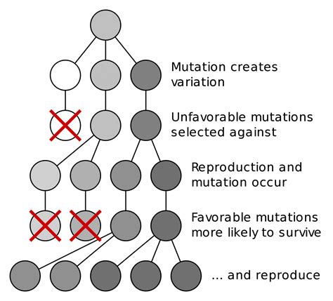3 2 Variation And Adaptation College Biology I