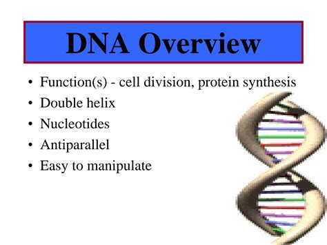 Solution 1 Unit 2 Biology Intro Dna Replication Cell Cycle Mitosis