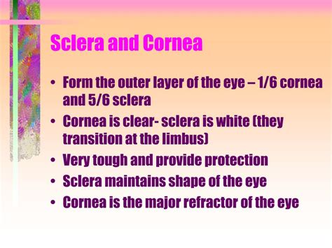 Ppt Structure And Function Of The Eye Powerpoint Presentation Free