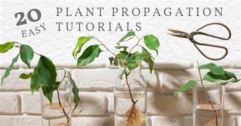 Easy Plant Propagation Tutorials For Gardeners Empress Of Dirt