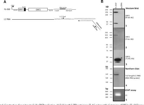 Figure 1 From Enrichment Of Processed Pseudogene Transcripts In L1 Ribonucleoprotein Particles Figure 1 From Enrichment Of Processed Pseudogene Transcripts In L1 Ribonucleoprotein Particles