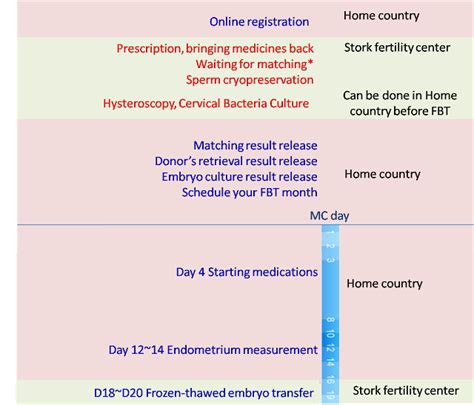 The Procedure Of Oocyte Donating Ivf Stork Fertility Center Test
