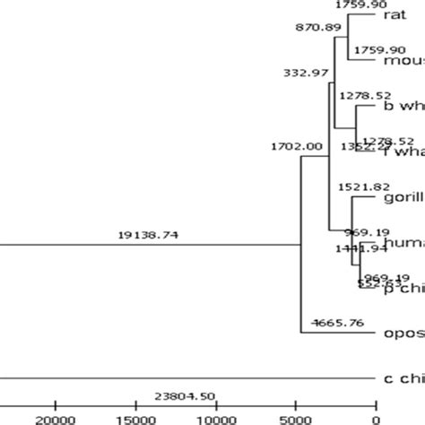 Phylogenetic Tree Based On Molecular Weight As Physiochemical Property Download Scientific