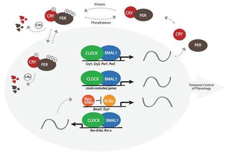 Forest Agostinelli Home