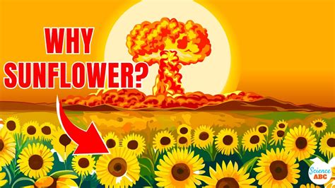 Sunflower Mad Science