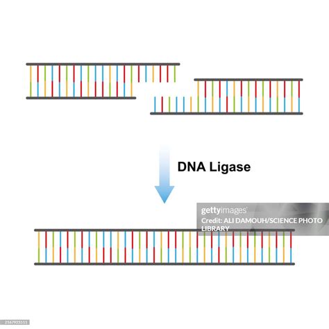 Dna Ligase Enzyme Function Illustration High Res Vector Graphic Getty