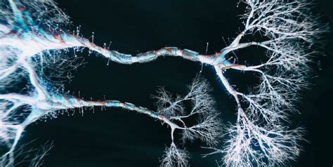 Unraveling The Mysteries Of Neurons Exploring The Building Blocks Of The Brain Very Big Brain