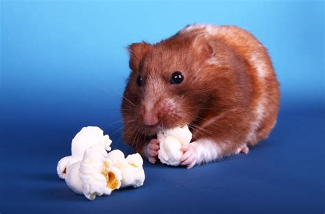 Golden Syrian Hamster
