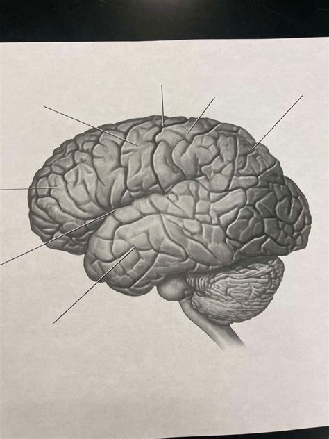 Brain External Structures Diagram Quizlet