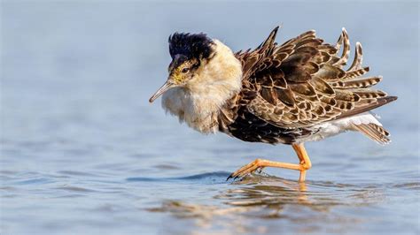 Rare Bird Migrating Scheme For Ruffs At Norfolk Farm Bbc News