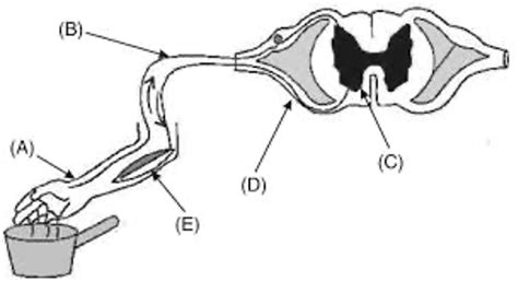 reflex arc diagram diagram quizlet