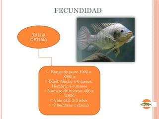Reproducciontilapiasgtteefhh64502[1] Pptx