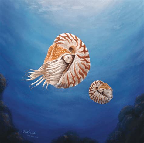 How Seals Made Nautilus A ‘living Fossil Biogeography News