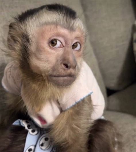 35 Ideias De Macaquinho Meme Macacos Engraçados Foto De Macaco Macacos