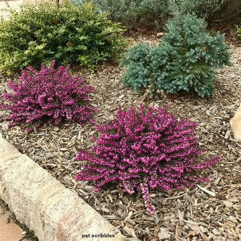 Blue Star Juniper Shrubs