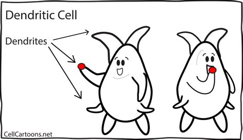 Dendritic Cells Cell Cartoons
