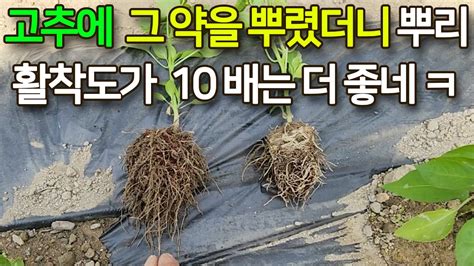 토생수 고추 모종 과 일반 육묘장 고추 모종을 같은 날 정식 후 8일 뒤 뿌리 활착도 비교를 해봤습니다 비교불가 5배