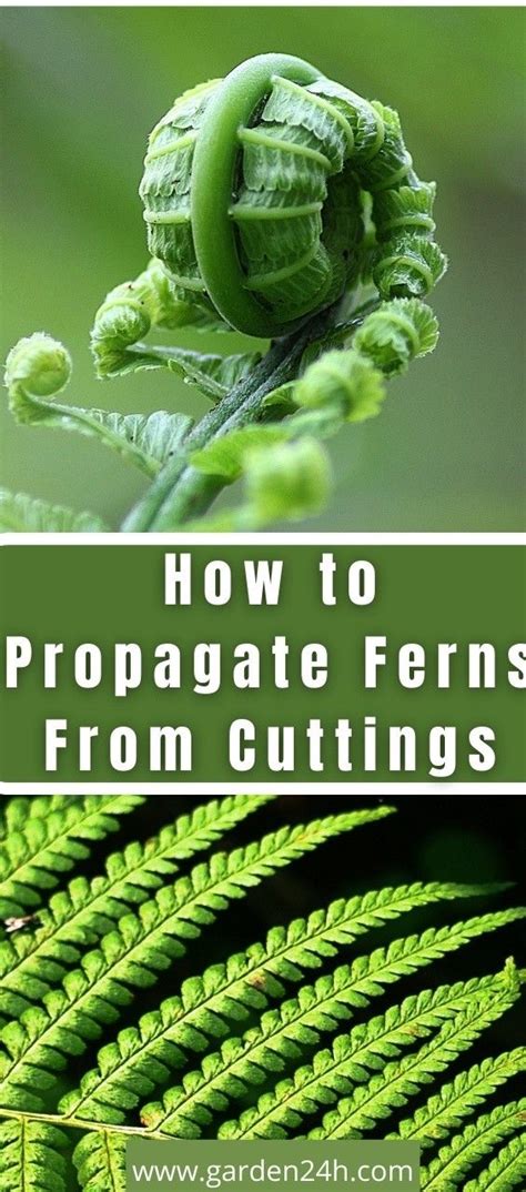 Sea Star Fern Propagation Artofit