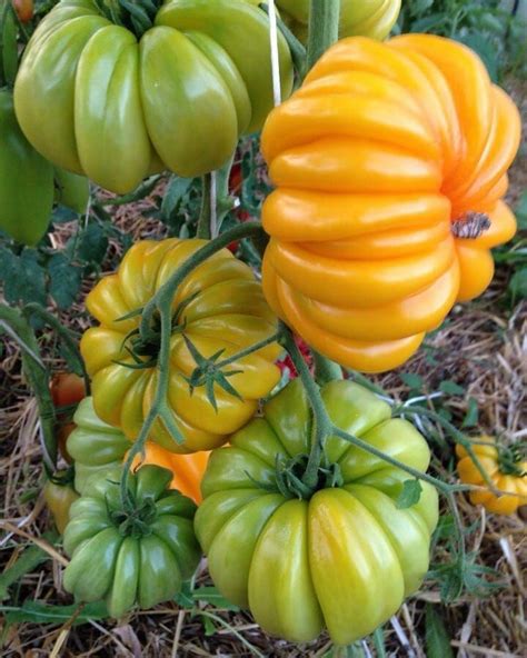🍅 СПЕЦИАЛИСТЫ РЕКОМЕНДУЮТ! Не упустите полезную информацию! Томатные ...
