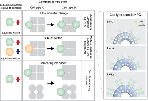 Three Different Scenarios For The Fine Tuning Of Protein Complexes Can