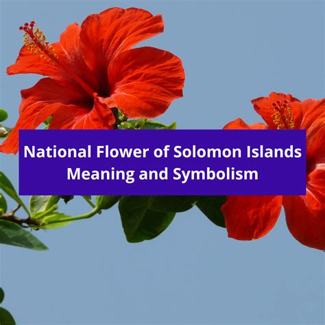 What Is The National Flower Of Solomon Islands Meaning And Symbolism