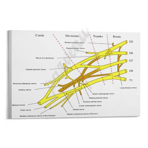 Brachial Plexus Quotes Brachial Plexus Anatomy Branches And