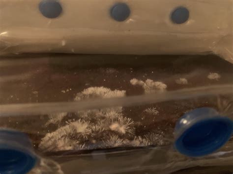 Day 5 Of Bulk Substrate Colonization How We Looking R Unclebens