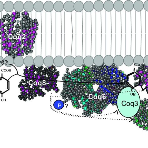 Structure Of The Coq Biosynthetic Enzyme Complex Notes The Enzymes