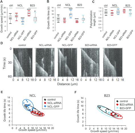 Nucleolin Expression Affects Microtubule Growth A C Box And