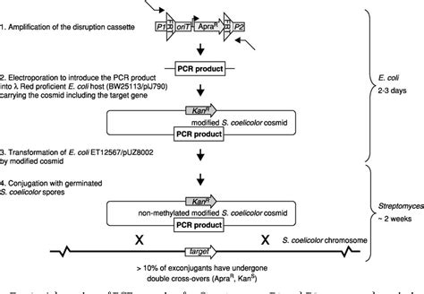 Figure 3 From Lambda Red Mediated Genetic Manipulation Of Antibiotic