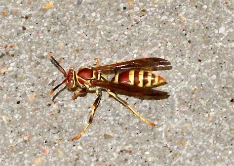 Guinea Paper Wasp Polistes Exclamans Bugguide Net
