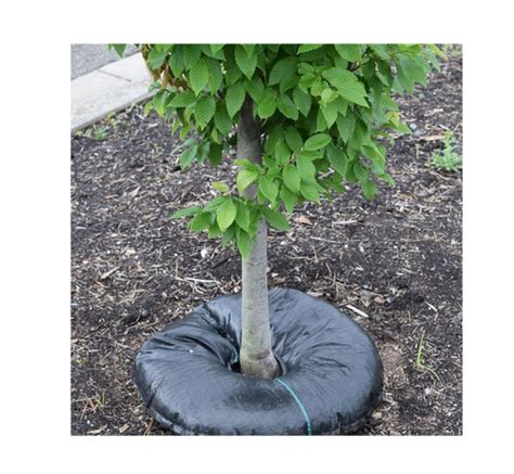 Tree Diaper Creative Tree Center Tree Diaper Creative Tree Center