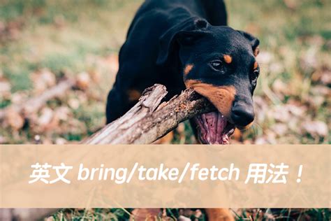 英文 bring take fetch 用法同樣是帶來拿取中文意思差在哪 全民學英文