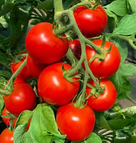 Томат Катя F1 - Breeding Seeds купить с доставкой по почте