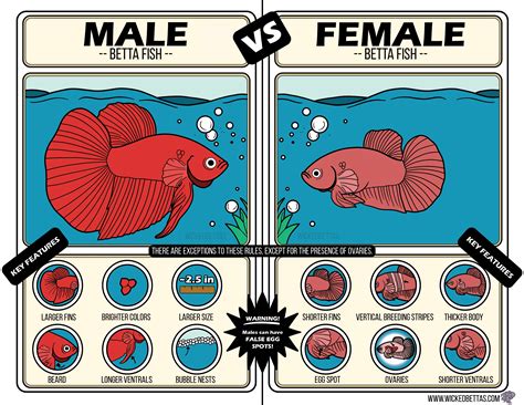 Female And Male Betta Fish Differences Male Vs Female Betta How To
