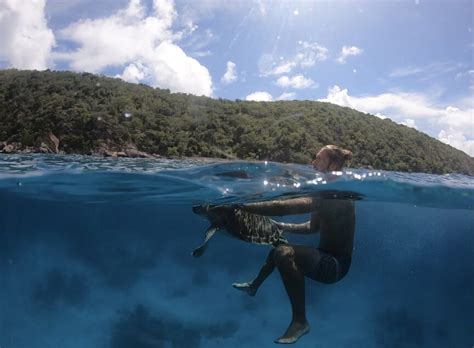 Sea Turtle Predators Understanding The Threats To Sea Turtles Sail Caribbean