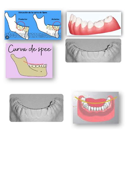 Curva De Spee And Wilson Pdf