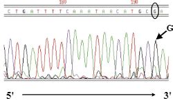 Lec DNA Sequencing Flashcards Quizlet