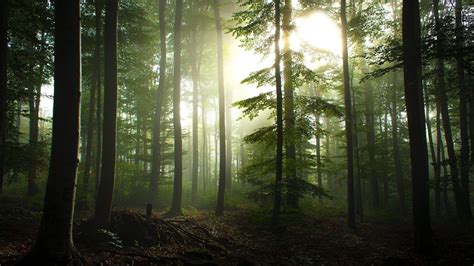 Old Growth Forest Wallpapers Top Free Old Growth Forest Backgrounds