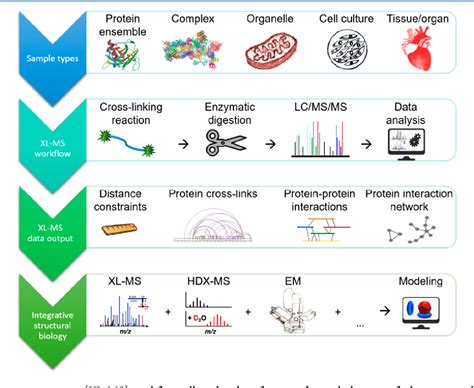 Figure 1 From Cross Linking Mass Spectrometry For Investigating Protein Conformations And
