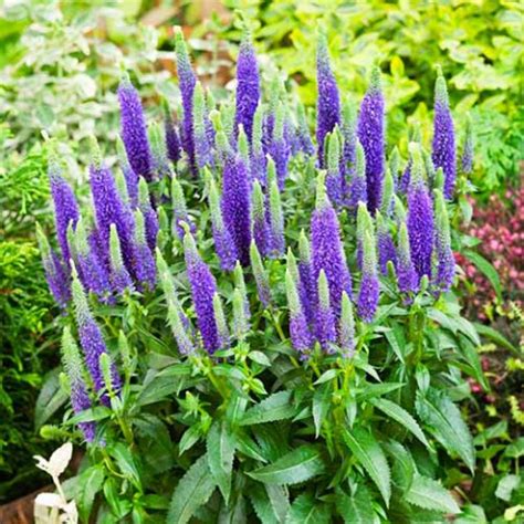 Вероника Ulster Dwarf Blue🌷 - купить корневища и саженцы в горшках в ...