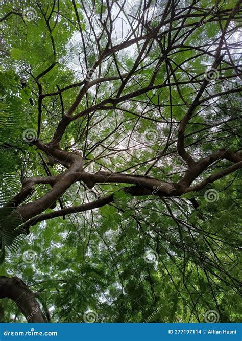 Trees Canopy For Protection From The Sun Stock Photo Image Of Canopy Trees 277197114