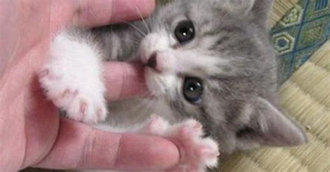 Hungry Kitten R Funny