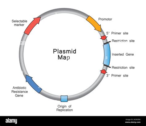 Online Plasmid Vector Map Creator At Lucinda Pell Blog
