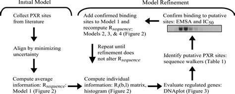 model development and refinement procedure download scientific diagram