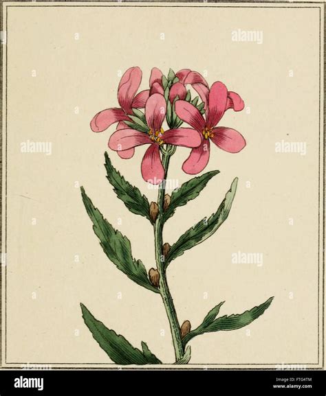 Linnaeuss 1812 Work On Botany Outlines His Classification System For Plants Detailing The