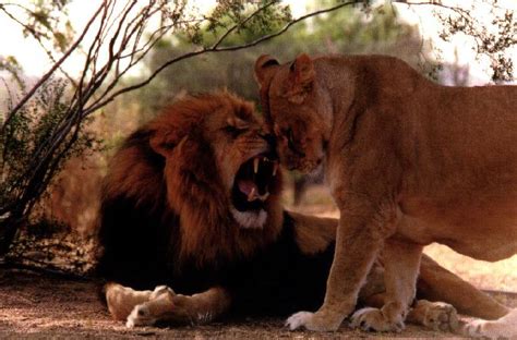 African Lion Panthera Leo { 아프리카사자 Sweet Pair Image Only