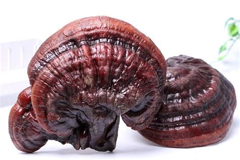 Glossy Ganoderma Ganodorma Lucidum Lucid Ganoderma Ganoderma Lucidum Ganodorma Ganoderma Glossy